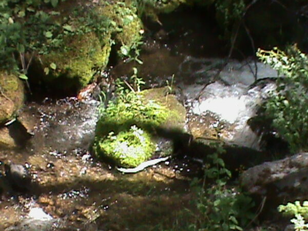 Camping/Fishing – Rio Costilla